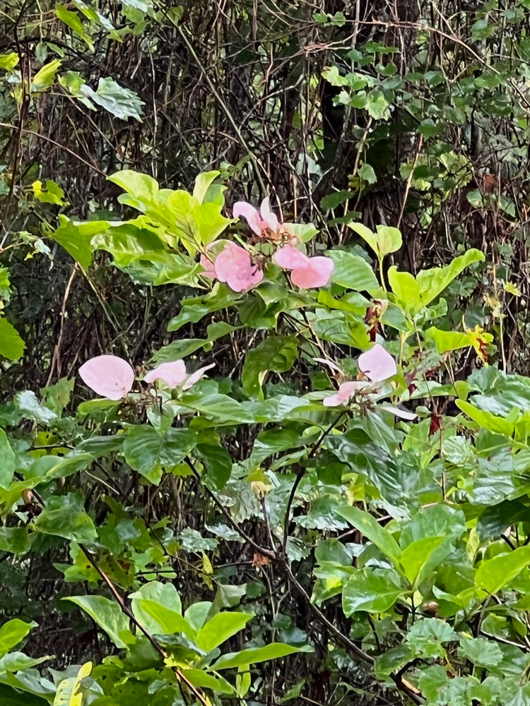 Fever Tree Georgia Bark Pinckneya bracteata – R&B Floridaseeds