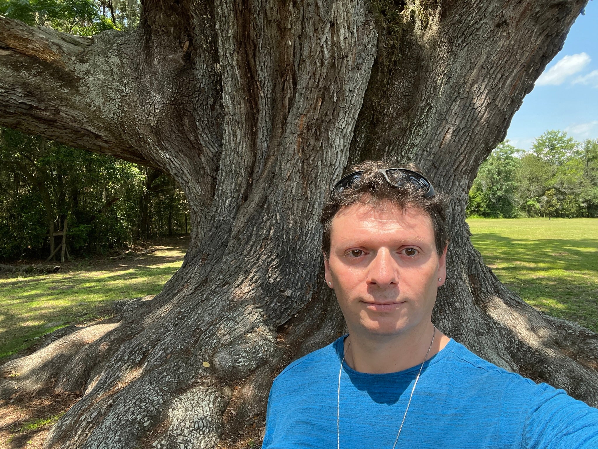 Cellon Oak Florida Champion Live Oak Quercus virginiana – R&B Floridaseeds