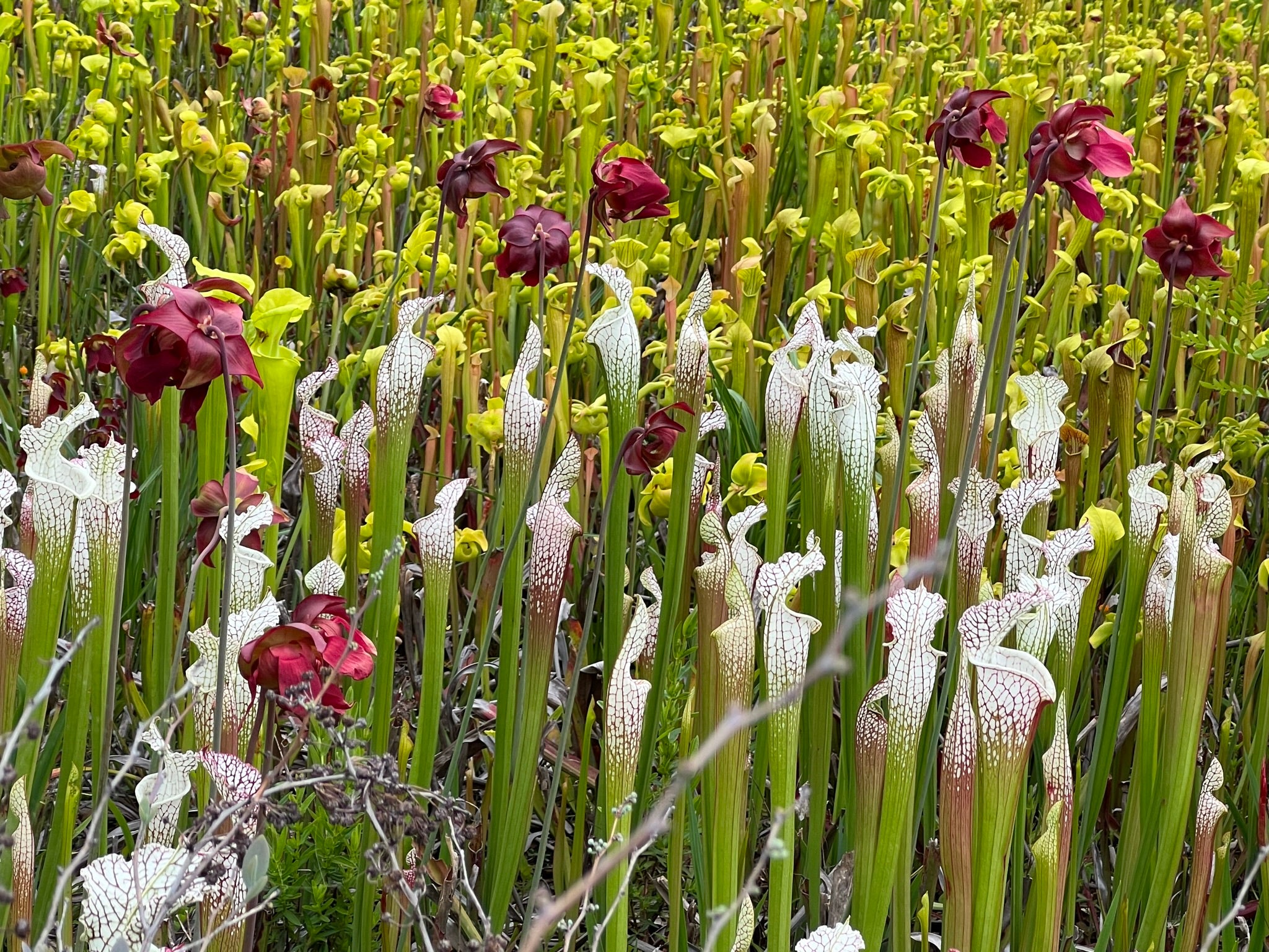 White Pitcher Plant Sarracenia leucophylla – R&B Floridaseeds