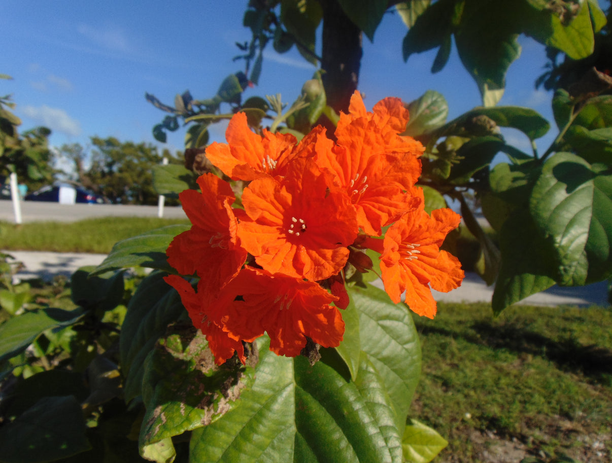 Geiger Tree 10 Seeds Cordia sebestena – R&B Floridaseeds