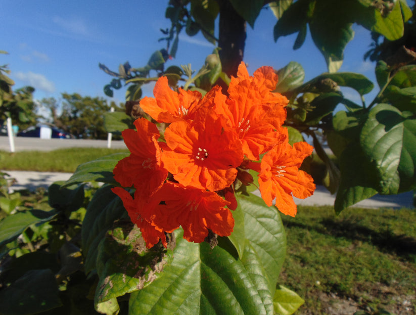 Geiger Tree 10 Seeds Cordia sebestena – R&B Floridaseeds