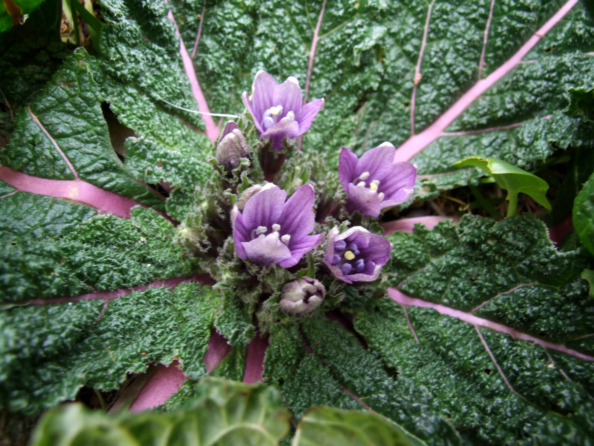 Mandrake Mandragora officinarum 5 Seeds – R&B Floridaseeds