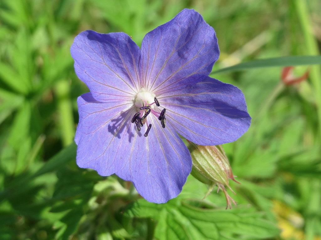Meadow Cranesbill 10 Seeds Geranium pratense – R&B Floridaseeds