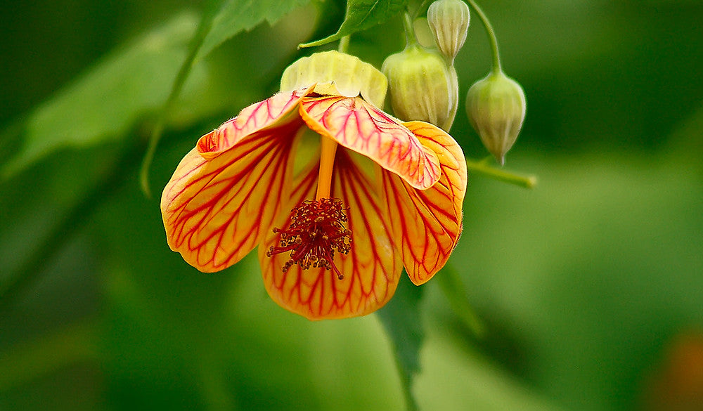 Flowering Maple Mixed Colors Abutilon hybridum 100 Seeds – R&B Floridaseeds