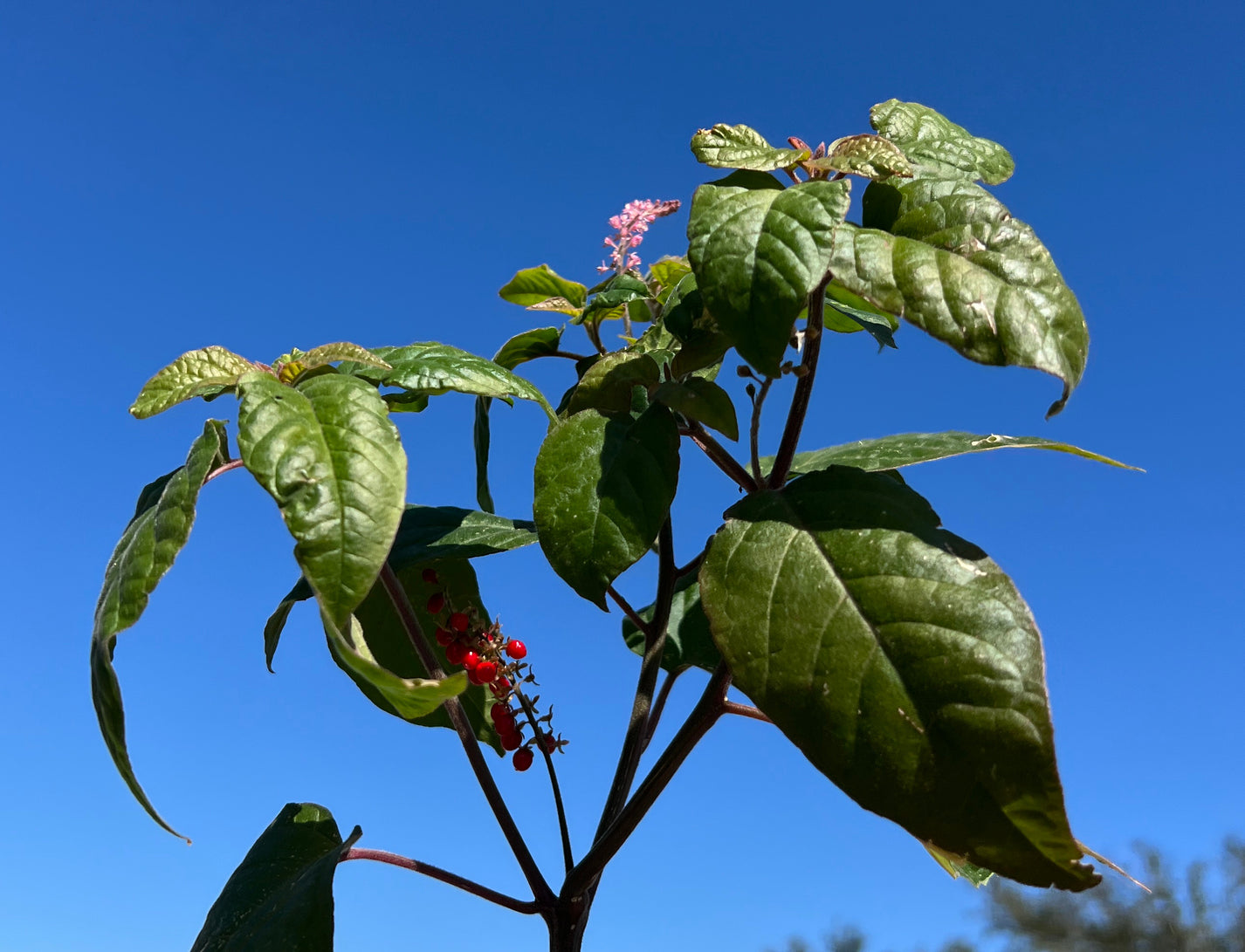 Rouge Plant 20 Rivina humilis – R&B Floridaseeds