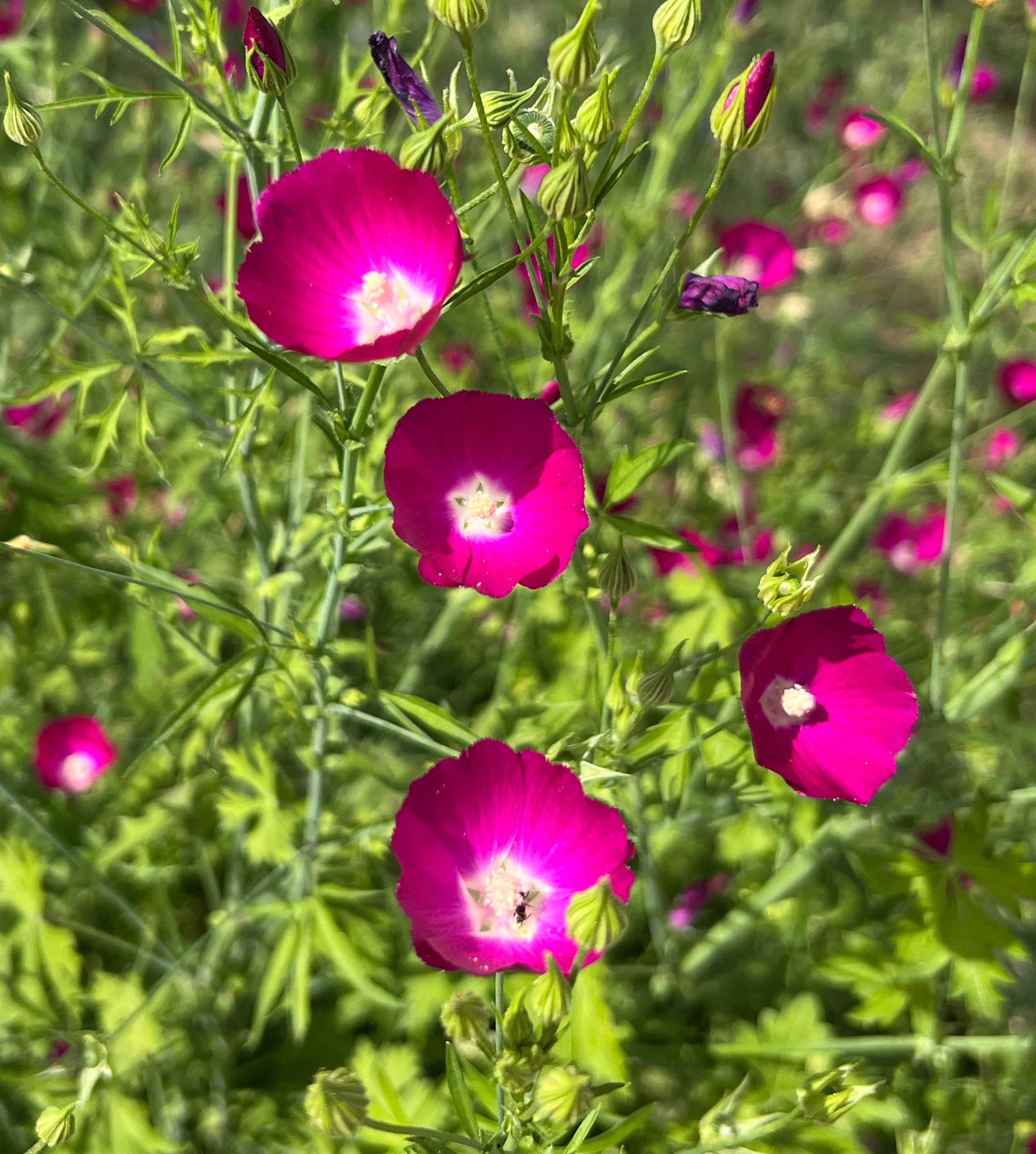 Purple Poppy Mallow 25 Seeds Callirhoe involucrata – R&B Floridaseeds