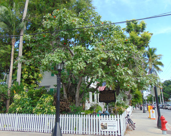 Geiger Tree 10 Seeds Cordia sebestena – R&B Floridaseeds