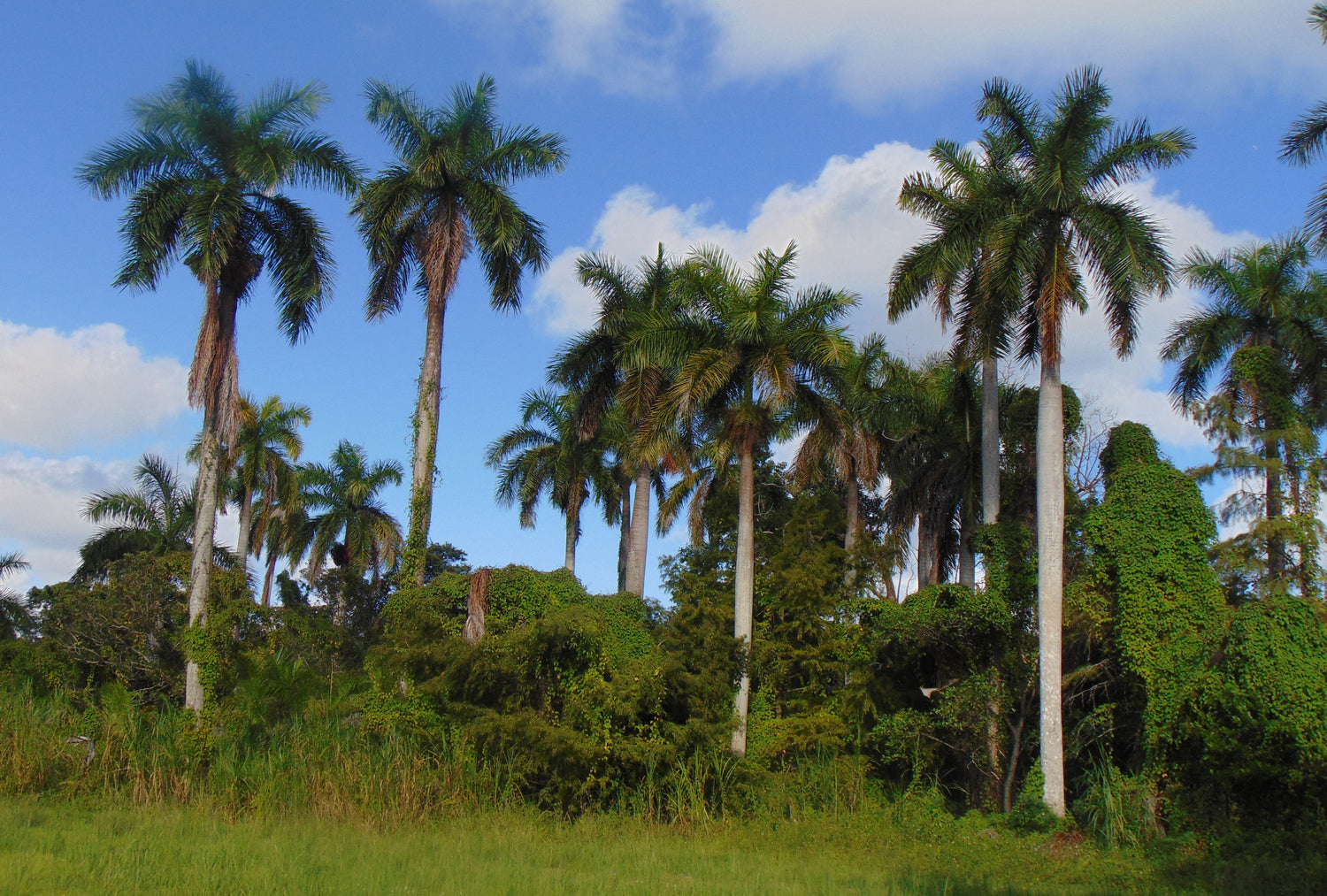 Floridaseeds – R&B Floridaseeds