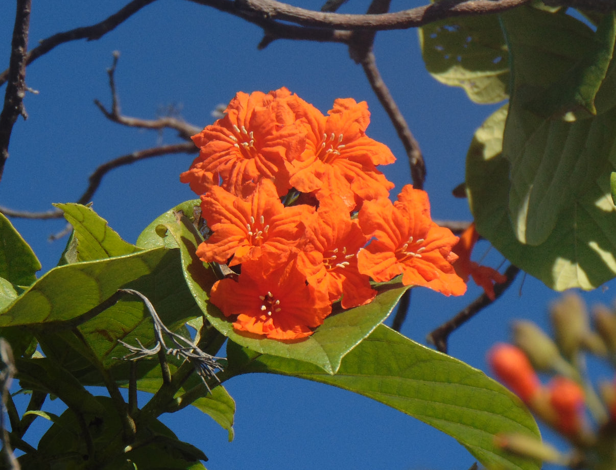 Geiger Tree 10 Seeds Cordia sebestena – R&B Floridaseeds