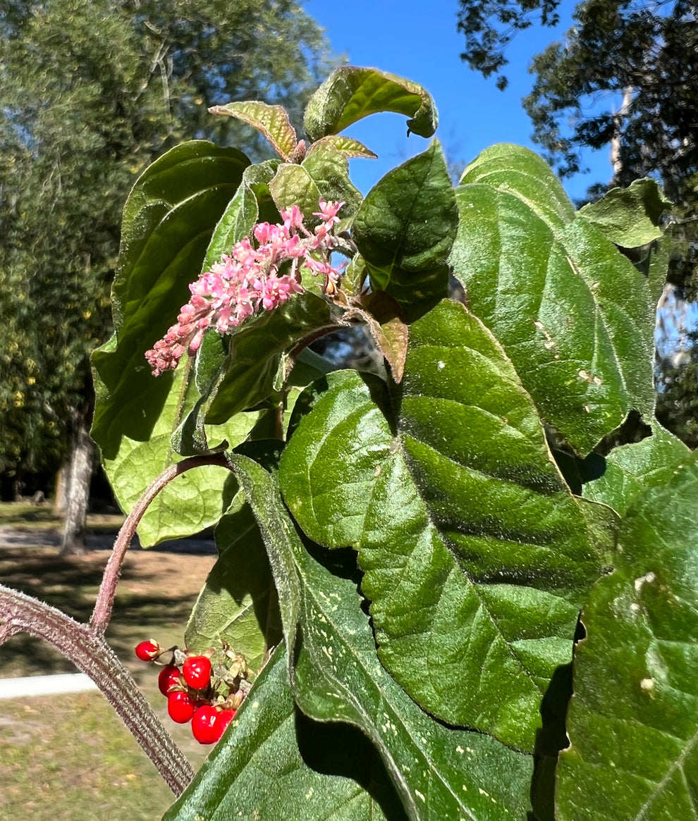 Rouge Plant 20 Rivina humilis – R&B Floridaseeds