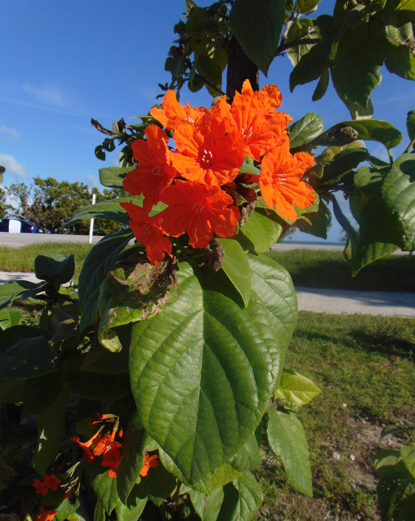 Geiger Tree 10 Seeds Cordia sebestena – R&B Floridaseeds