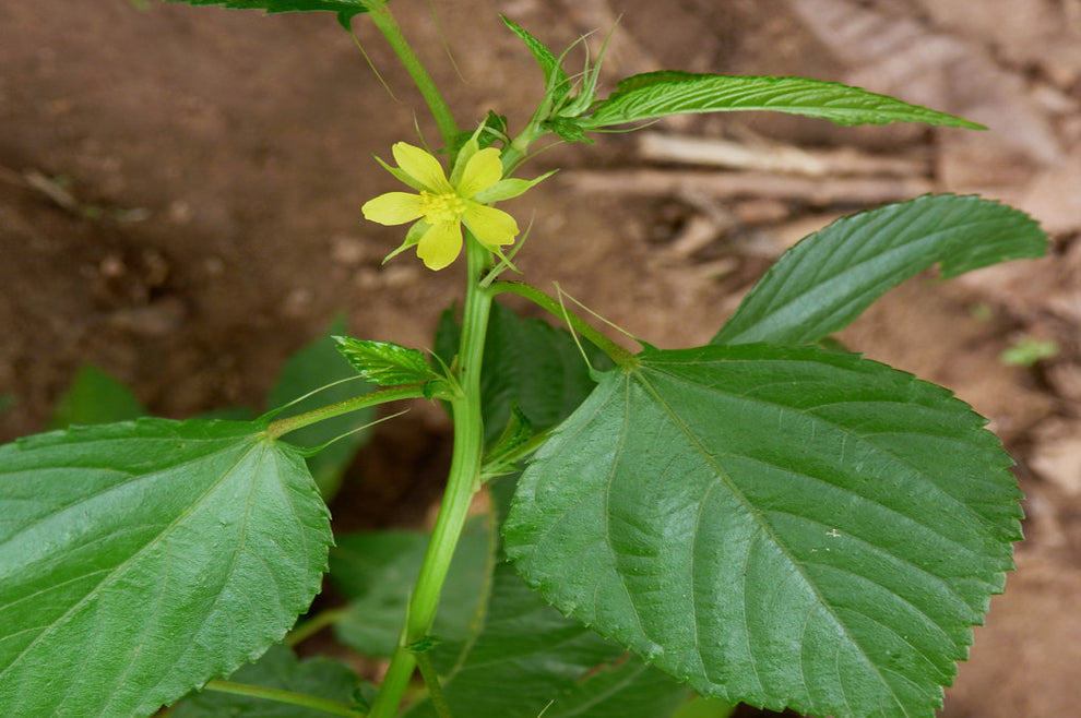 Jute Mallow Corchorus olitorius 100 Seeds – R&B Floridaseeds