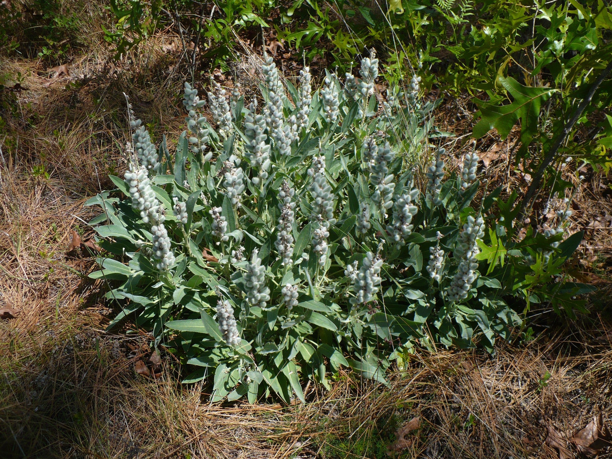 Lady Lupine 10 Seeds Lupinus villosus – R&B Floridaseeds