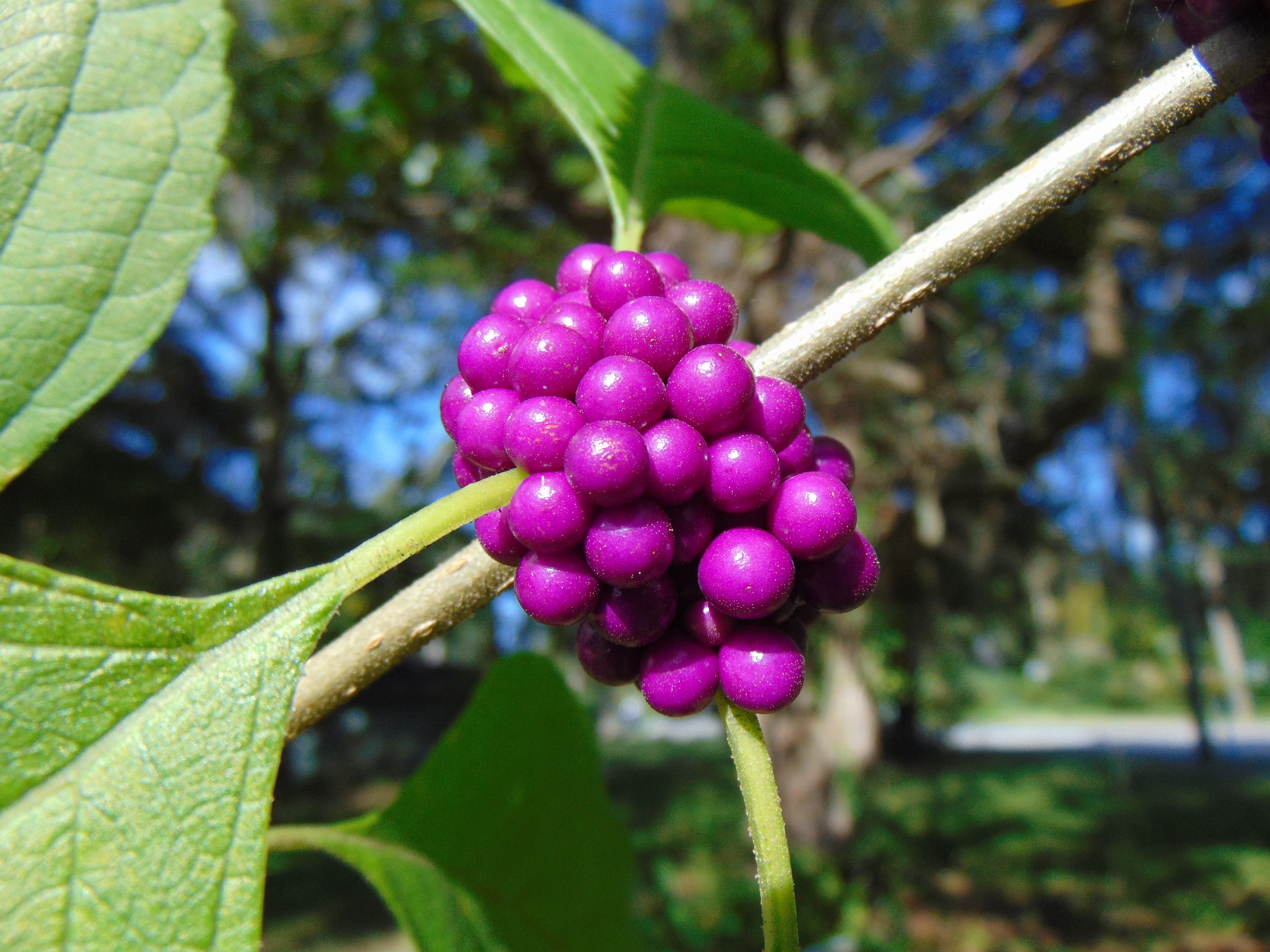 American Beautyberry 100 Seeds Callicarpa americana – R&B Floridaseeds