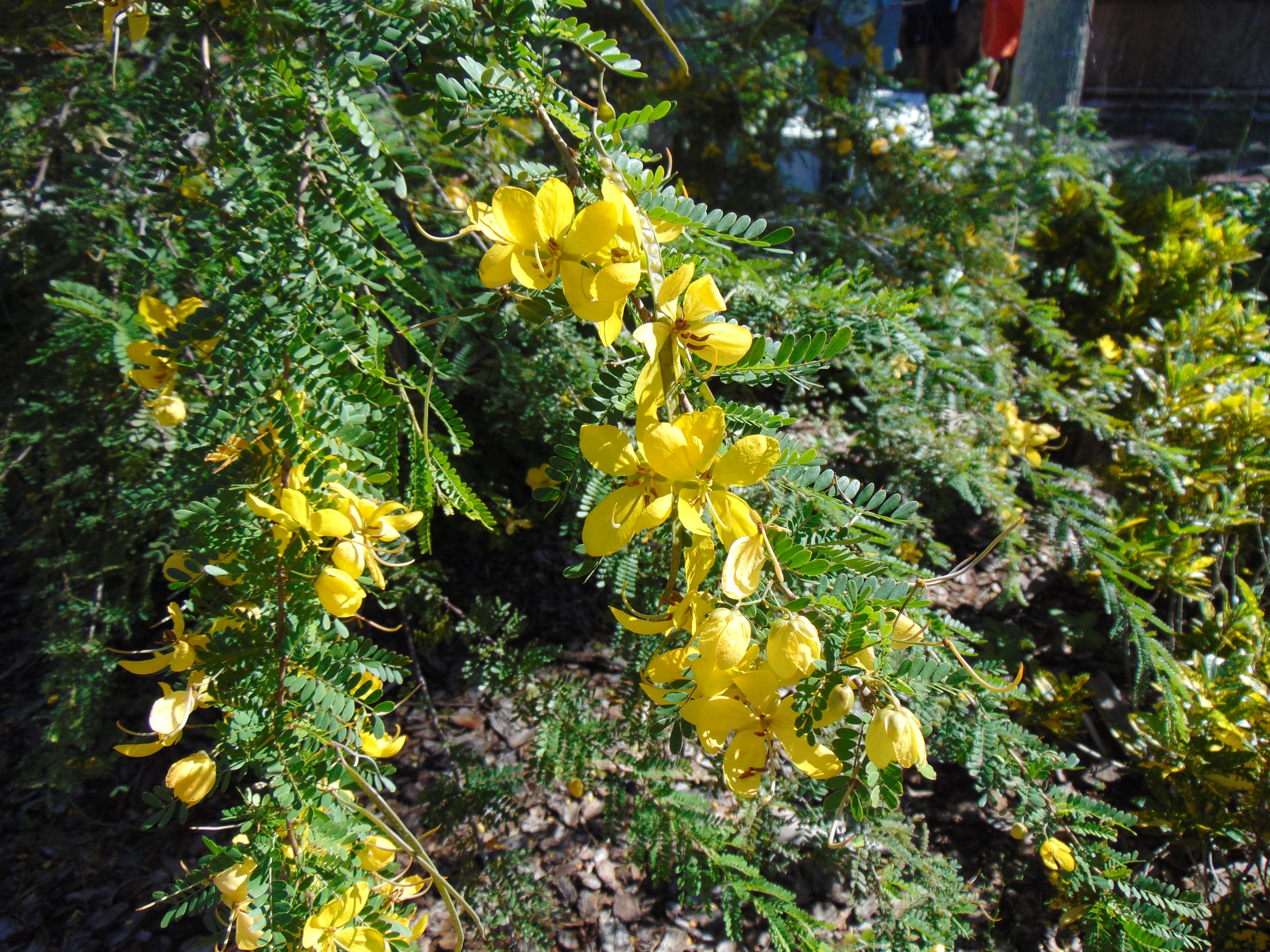 Desert Cassia Cassia polyphylla 50 Seeds – R&B Floridaseeds