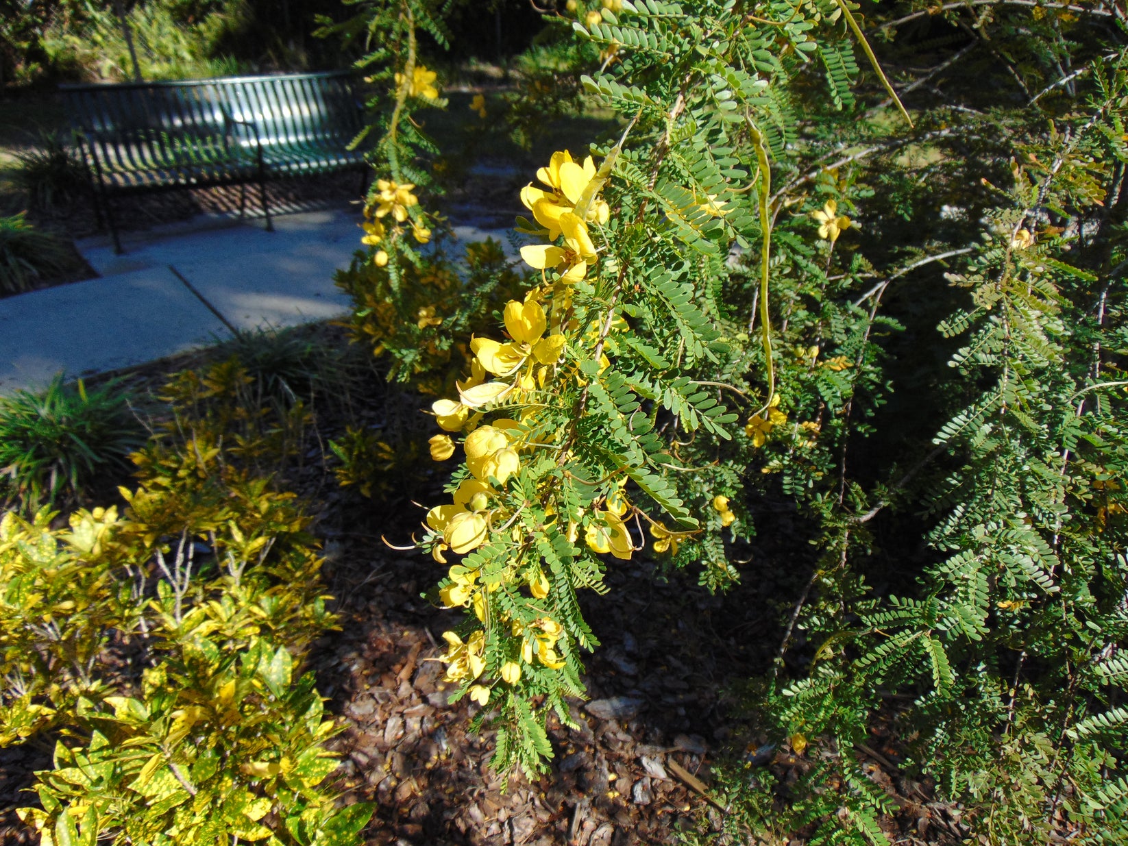 Desert Cassia Cassia polyphylla 50 Seeds – R&B Floridaseeds