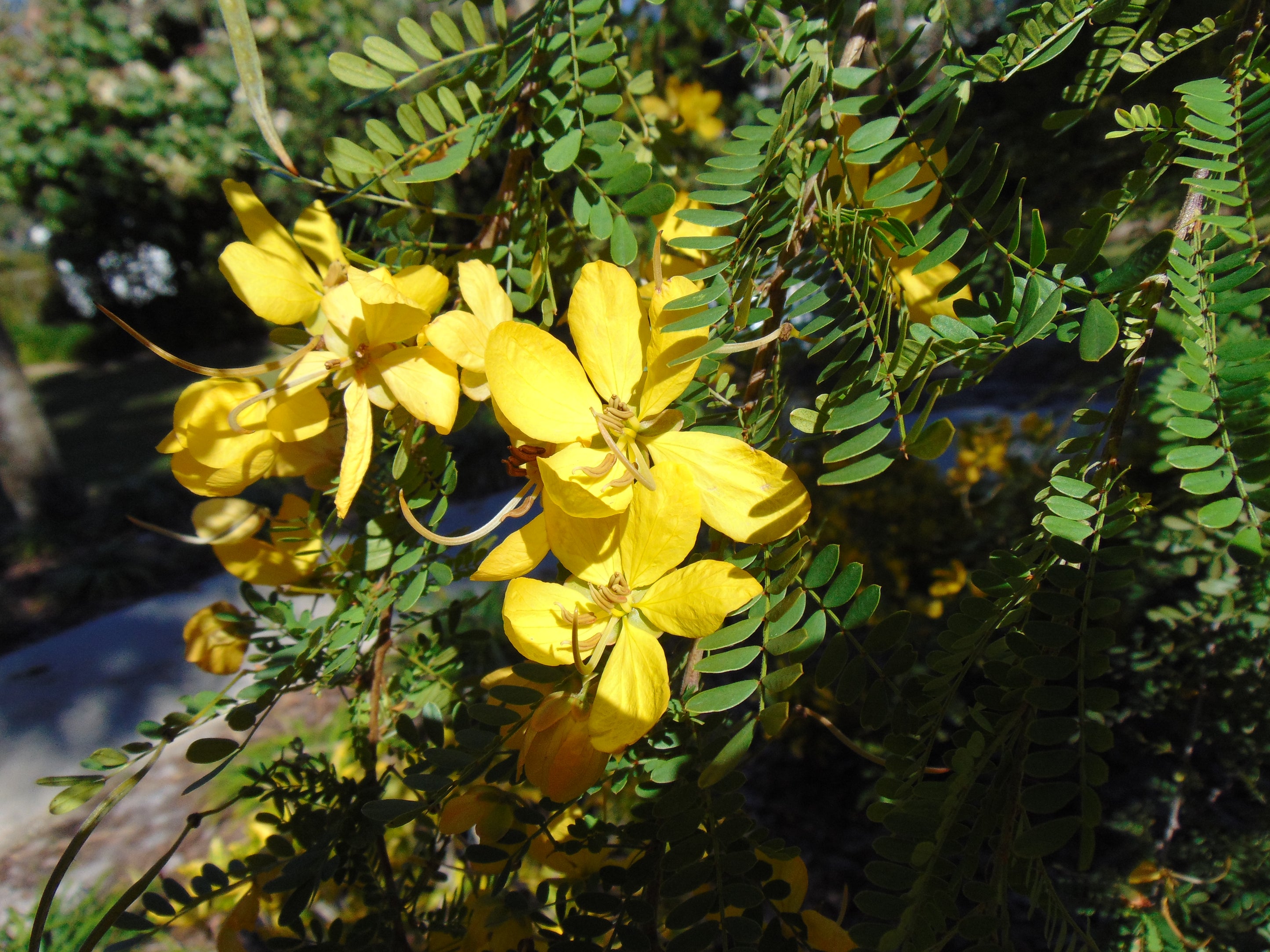 Desert Cassia Cassia polyphylla 50 Seeds – R&B Floridaseeds