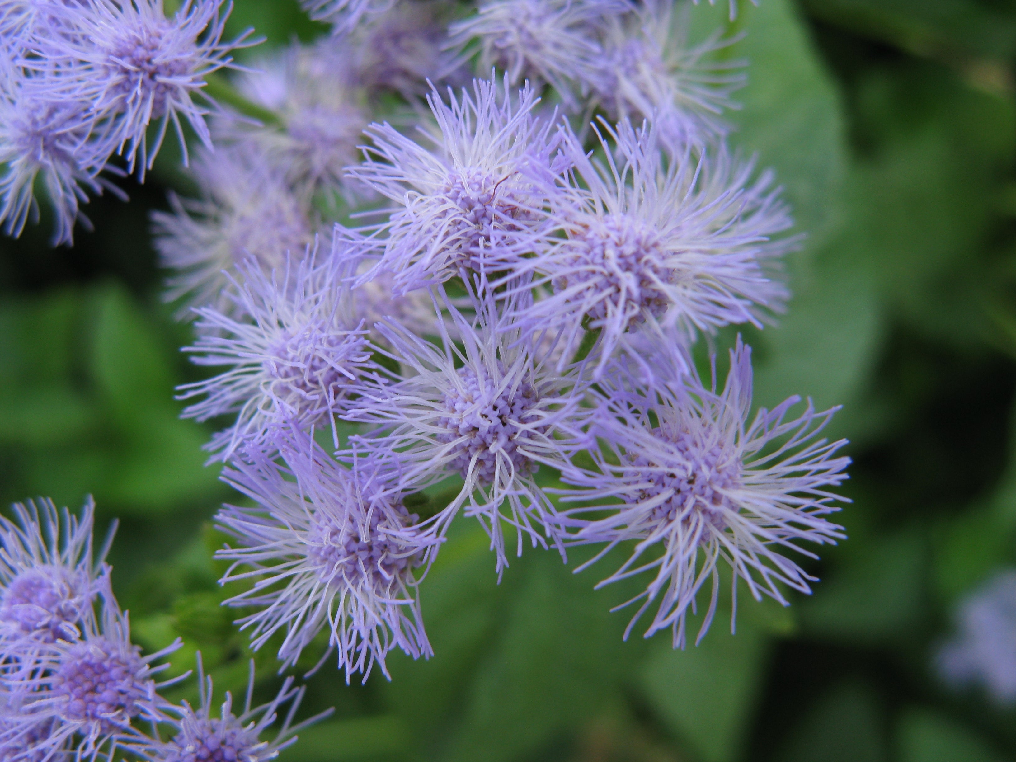 Blue Mistflower 2000 Seeds Eupatorium coelestinum – R&B Floridaseeds