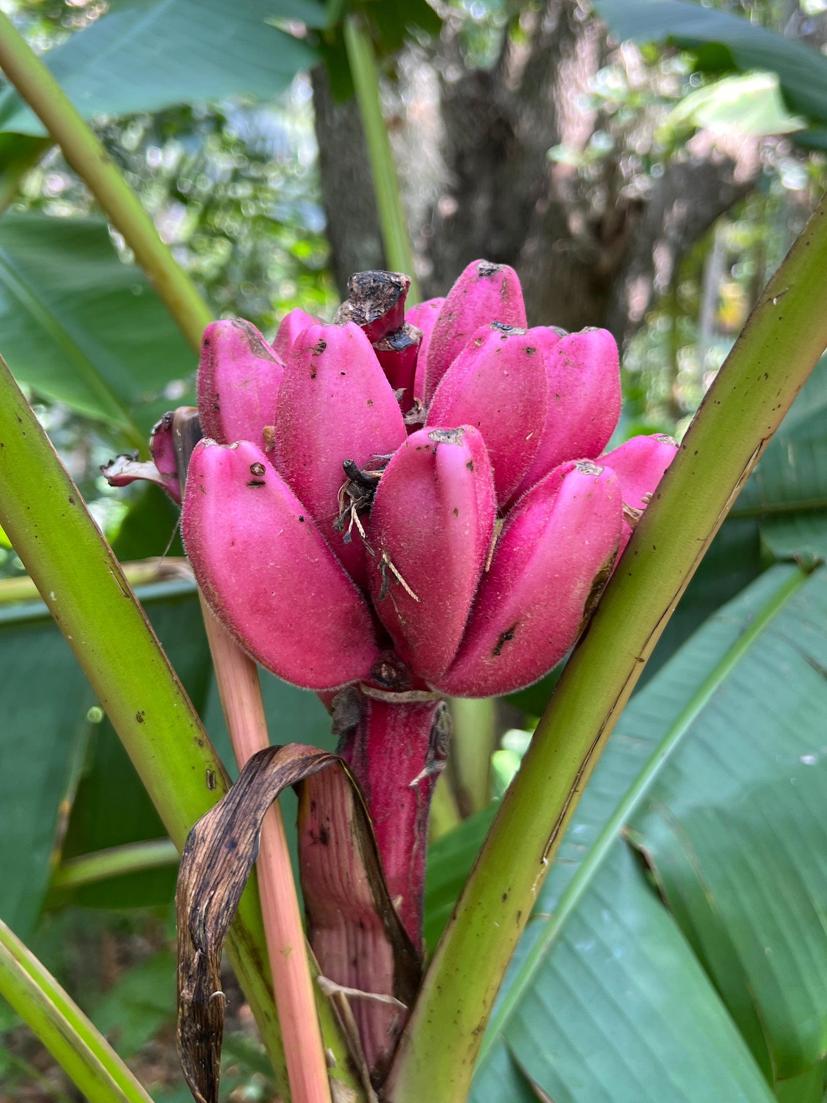 Pink Banana Musa velutina 20 Seeds – R&B Floridaseeds