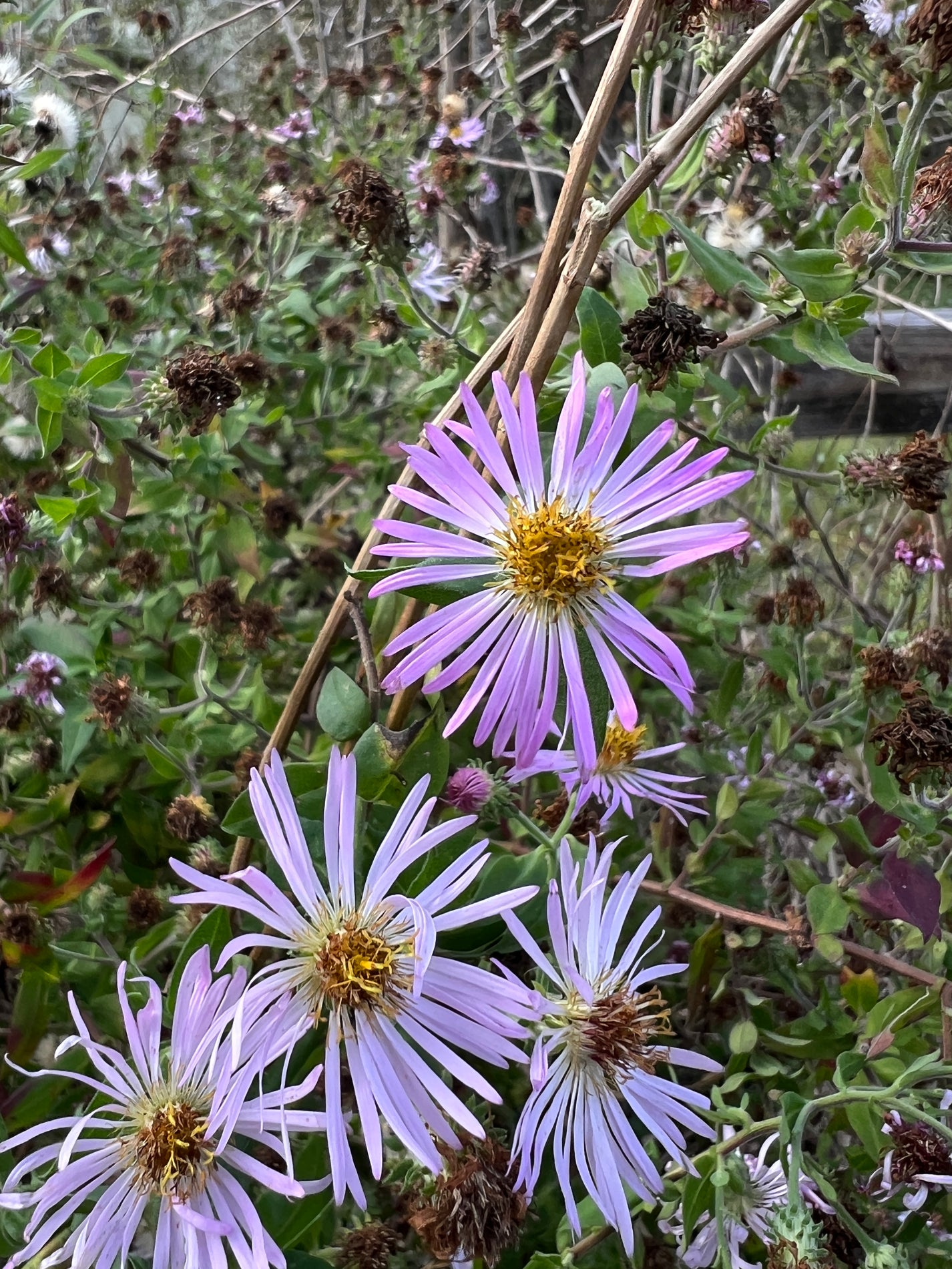 Climbing Aster Aster carolinianus 20 Seeds – R&B Floridaseeds