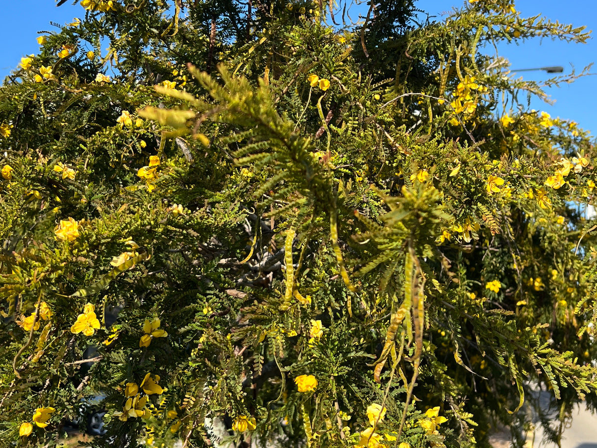 Desert Cassia Cassia polyphylla 50 Seeds – R&B Floridaseeds