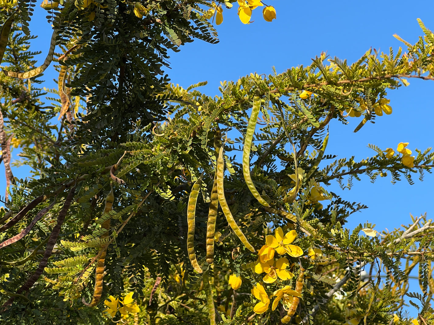 Desert Cassia Cassia polyphylla 50 Seeds – R&B Floridaseeds