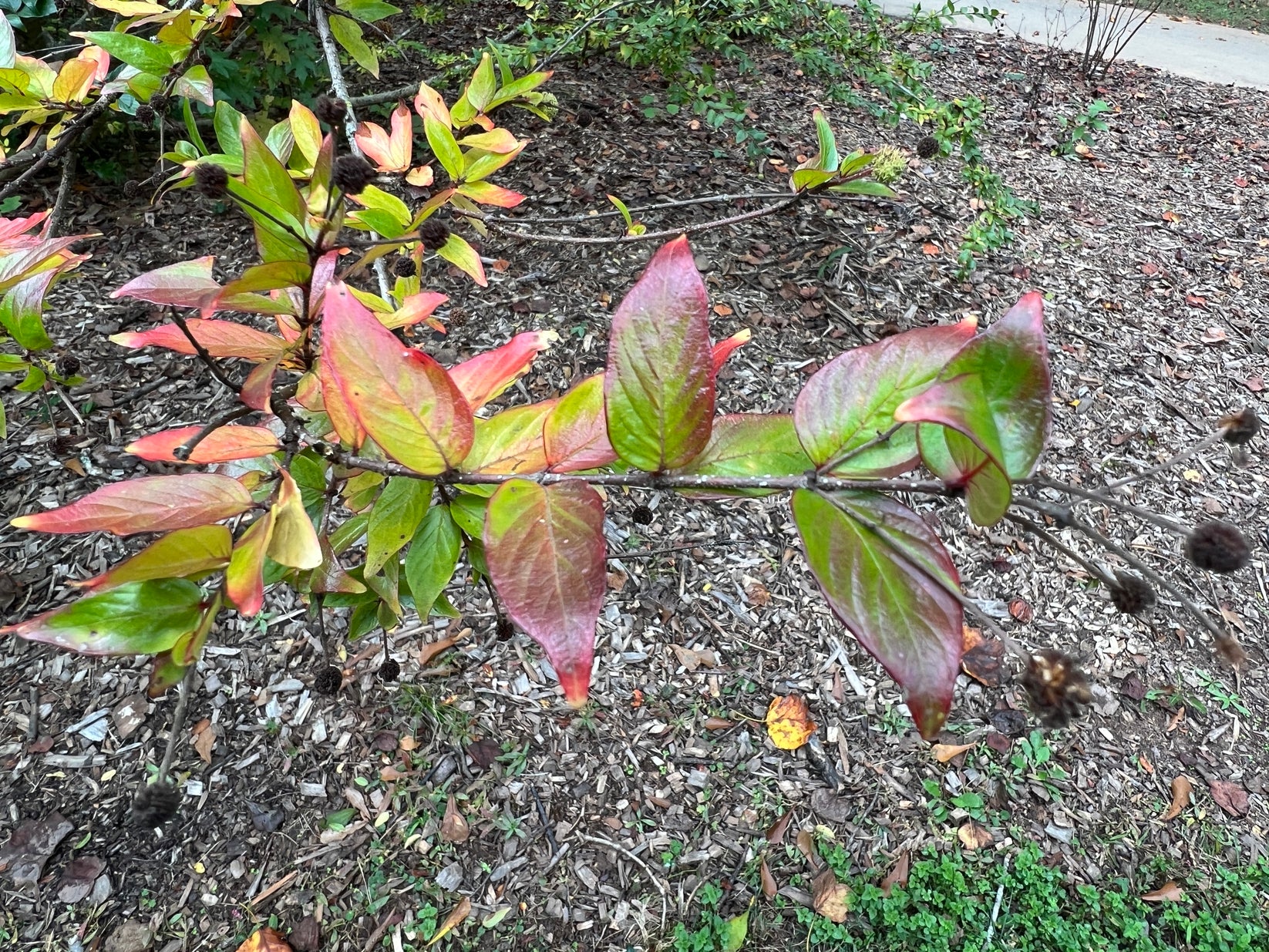 Chinese Buttonbush Adina rubella 20 Seeds – R&B Floridaseeds