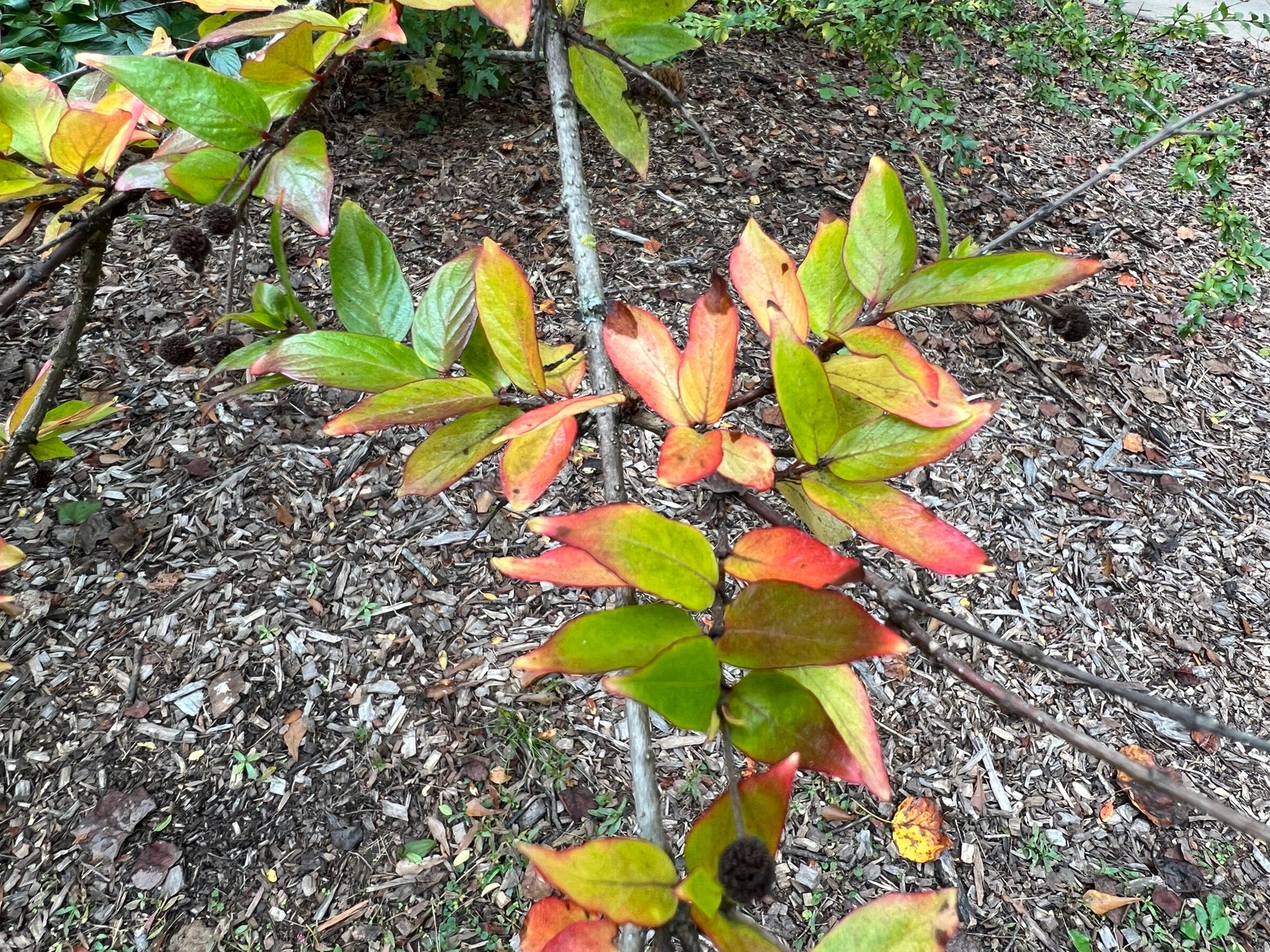 Chinese Buttonbush Adina rubella 20 Seeds – R&B Floridaseeds