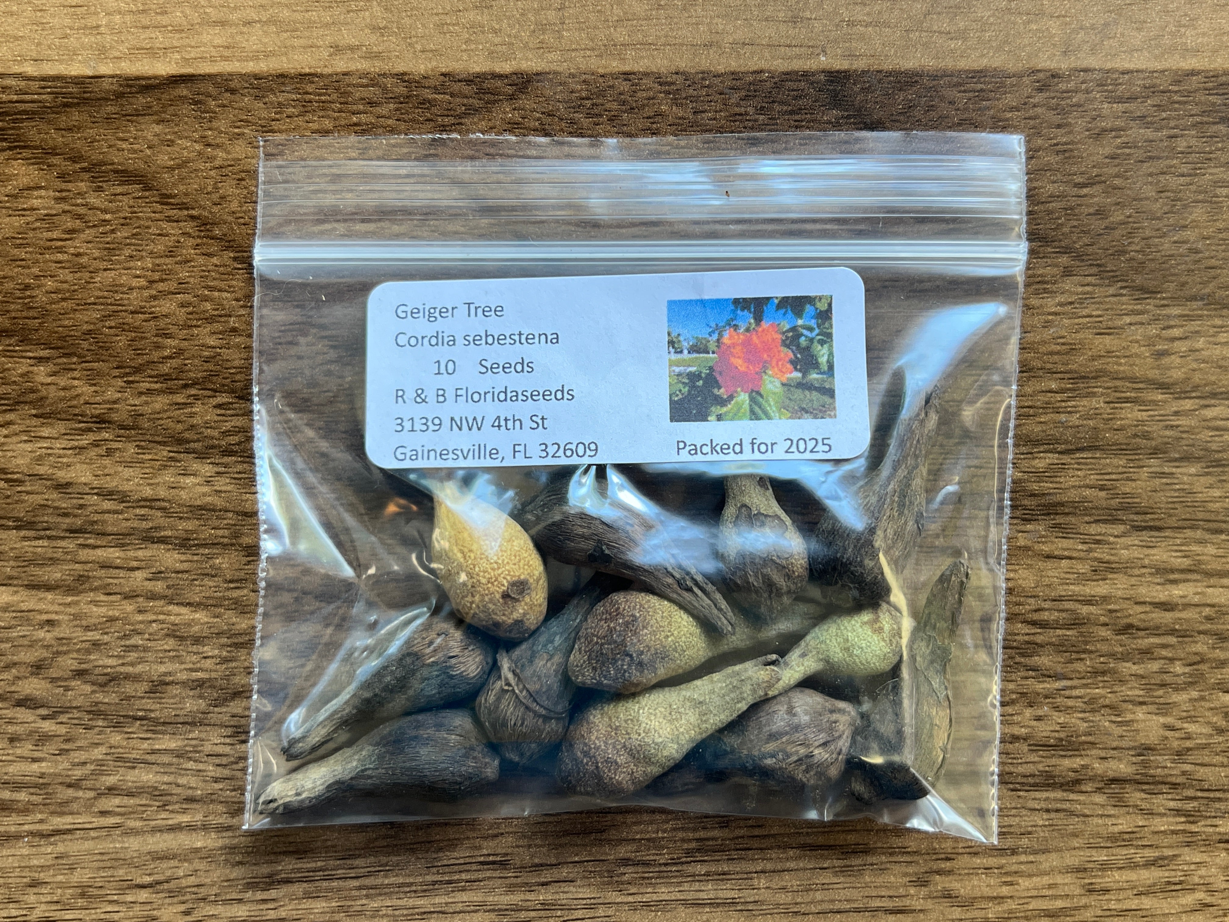 Geiger Tree 10 Seeds Cordia sebestena – R&B Floridaseeds