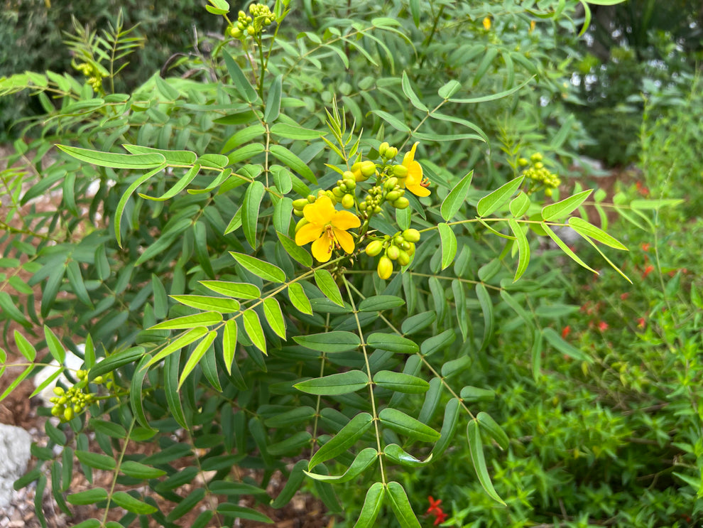 Privet Senna Wildflower Senna ligustrina 20 Seeds USA Company – R&B ...