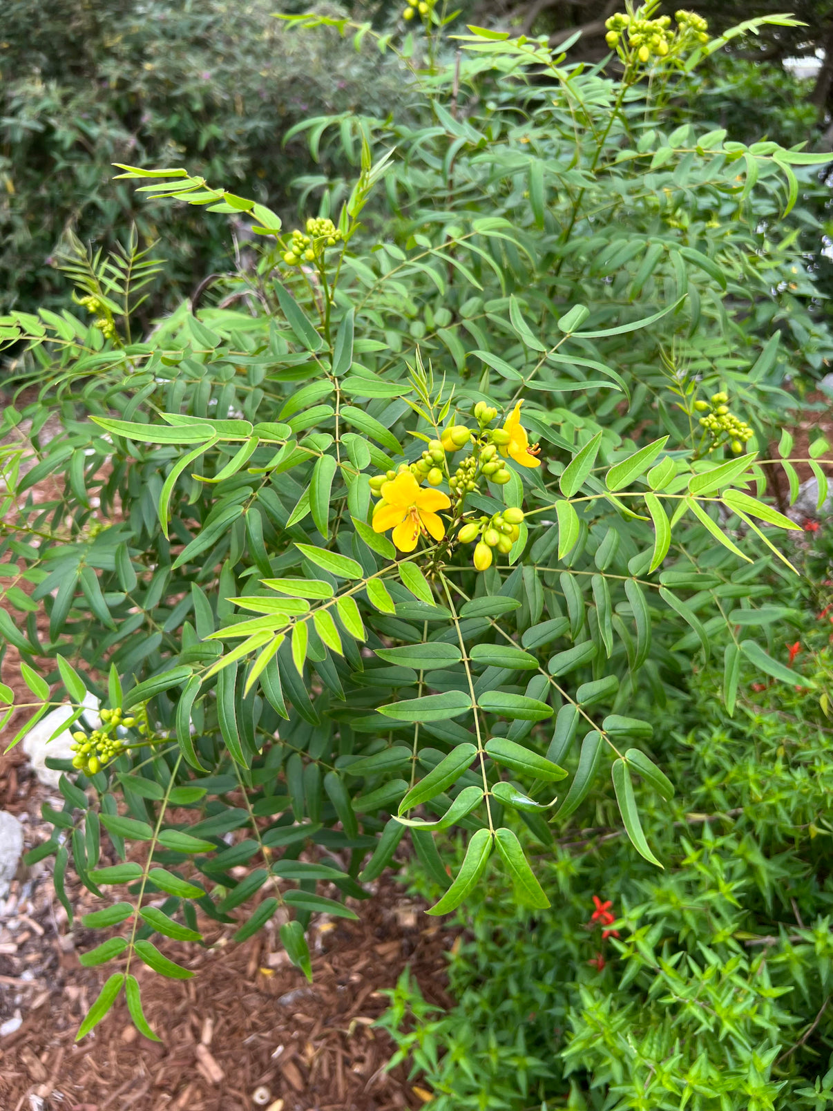 Privet Senna Wildflower Senna ligustrina 20 Seeds – R&B Floridaseeds