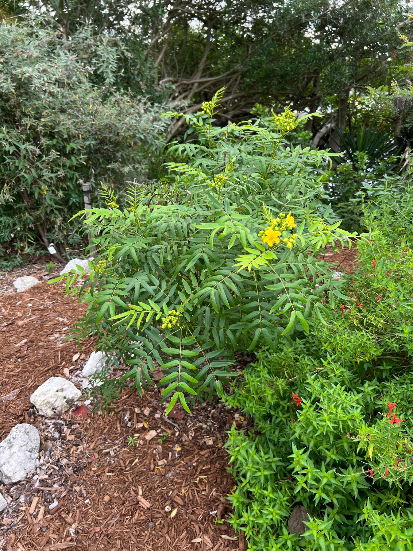Privet Senna Wildflower Senna ligustrina 20 Seeds – R&B Floridaseeds