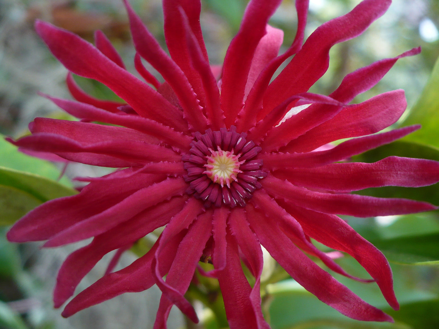 Florida Anise Purple Anise Illicium floridanum 10 Seeds – R&B Floridaseeds