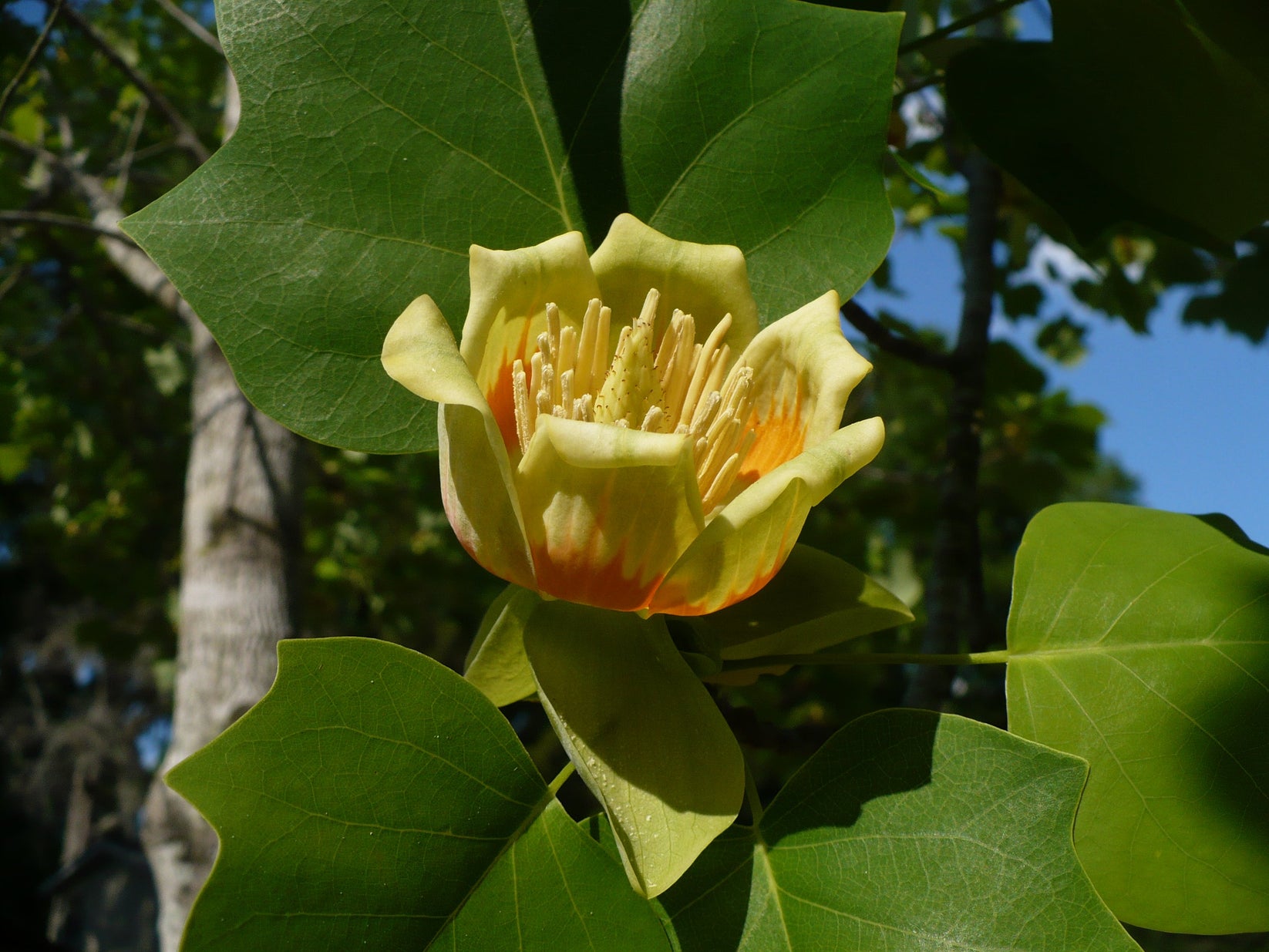 Southern Tulip Tree Liriodendron tulipifera 20 Seeds – R&B Floridaseeds