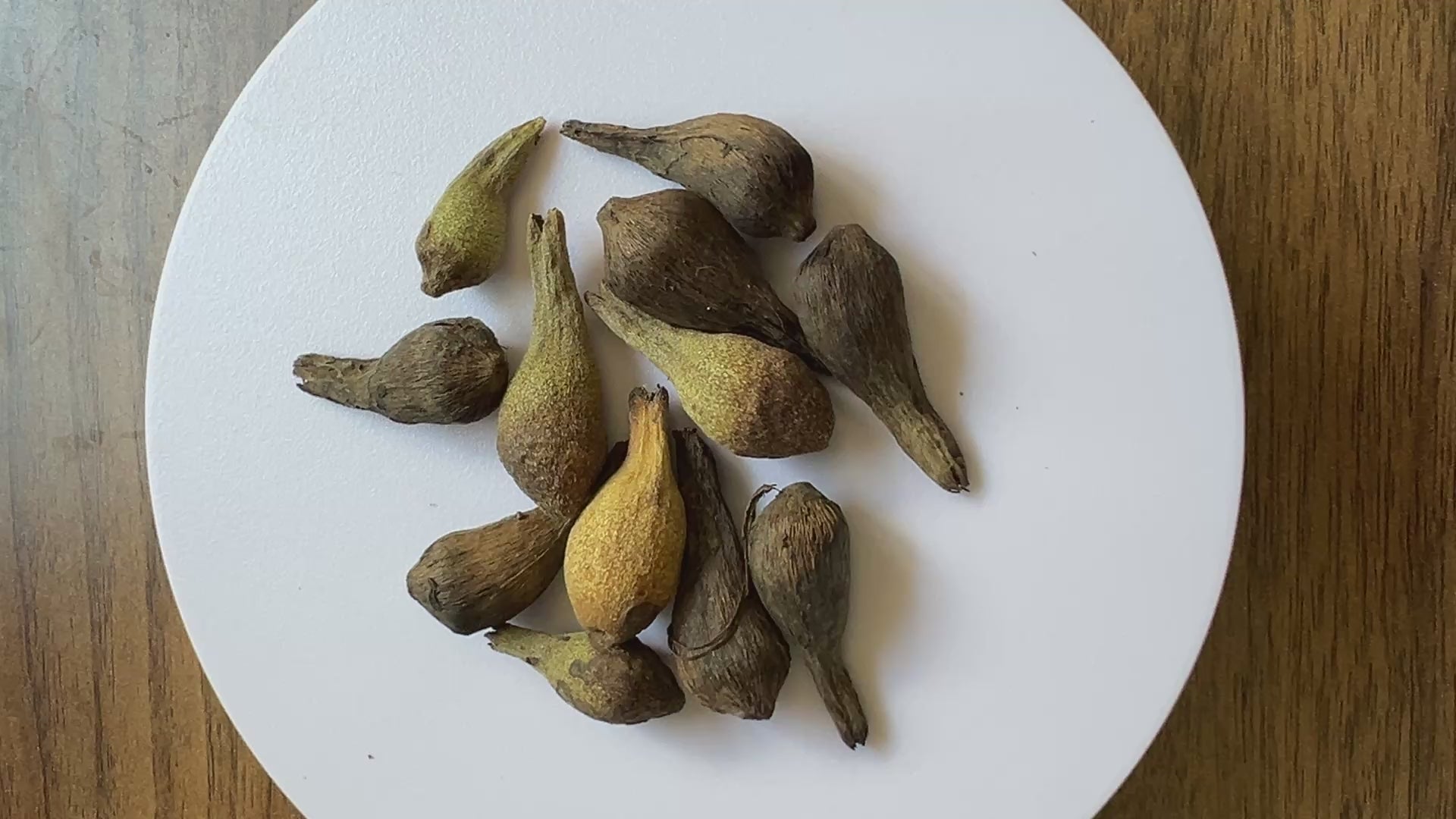 Geiger Tree 10 Seeds Cordia sebestena – R&B Floridaseeds