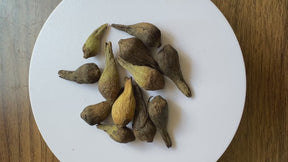 Geiger Tree 10 Seeds Cordia sebestena – R&B Floridaseeds