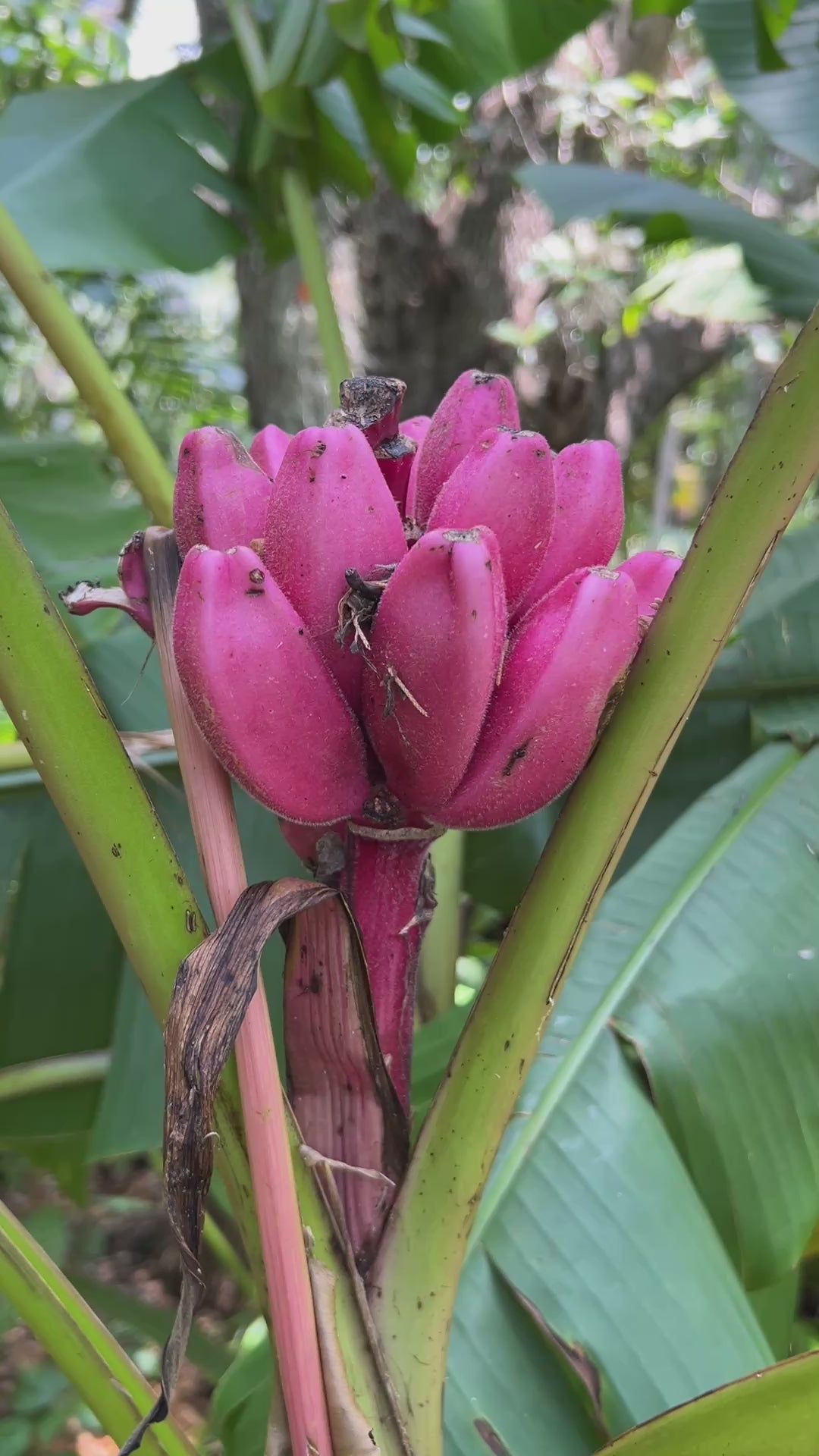 Pink Banana Musa velutina 20 Seeds – R&B Floridaseeds