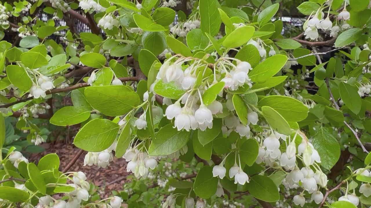 Sparkleberry Vaccinium arboreum 100 Seeds – R&B Floridaseeds