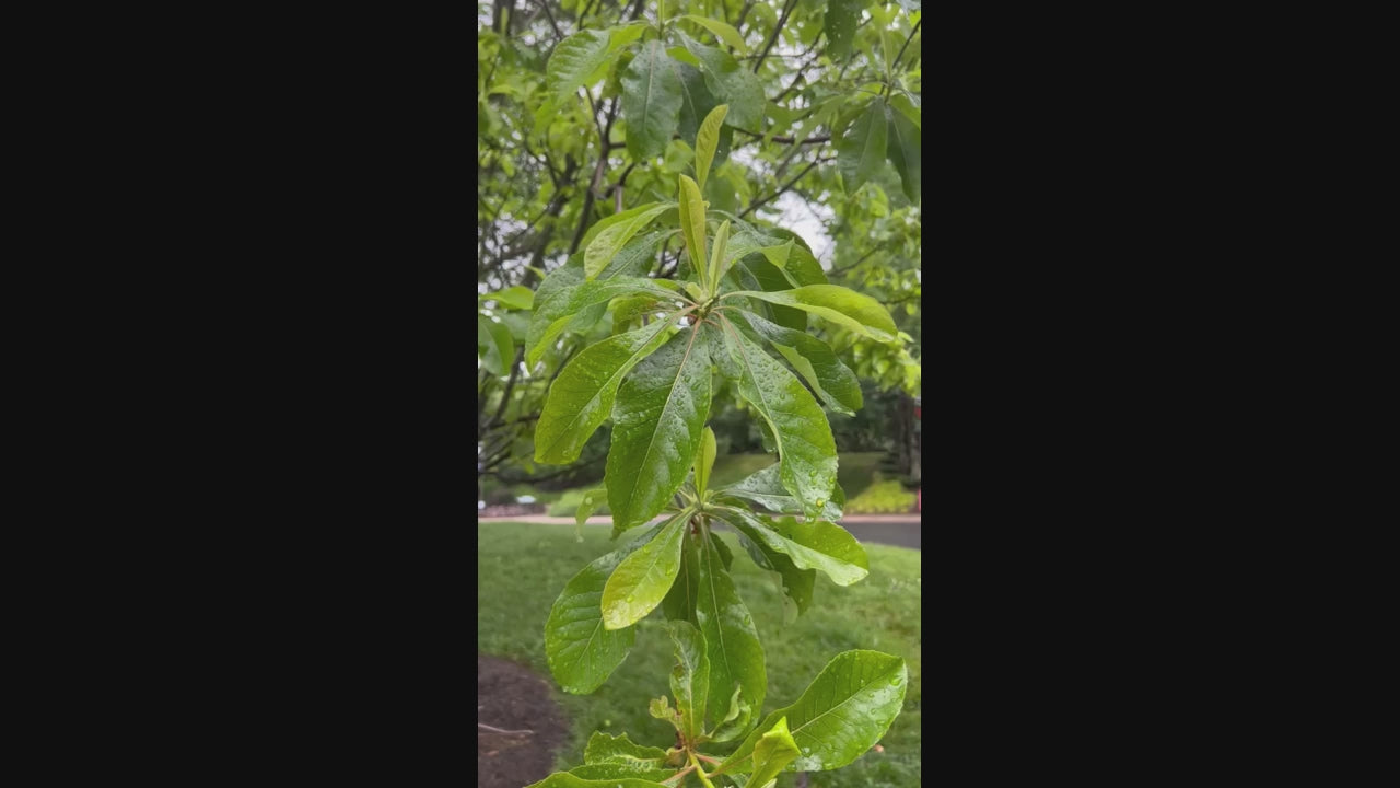 Franklin Tree Franklinia alatamaha 10 Seeds – R&B Floridaseeds