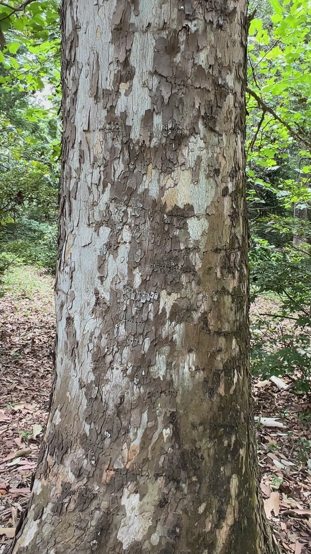 American Sycamore Moon Tree 100 Seeds Platanus occidentalis – R&B ...