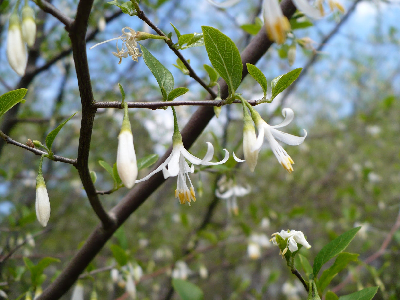 American Snowbell 20 Seeds Styrax americanus – R&B Floridaseeds