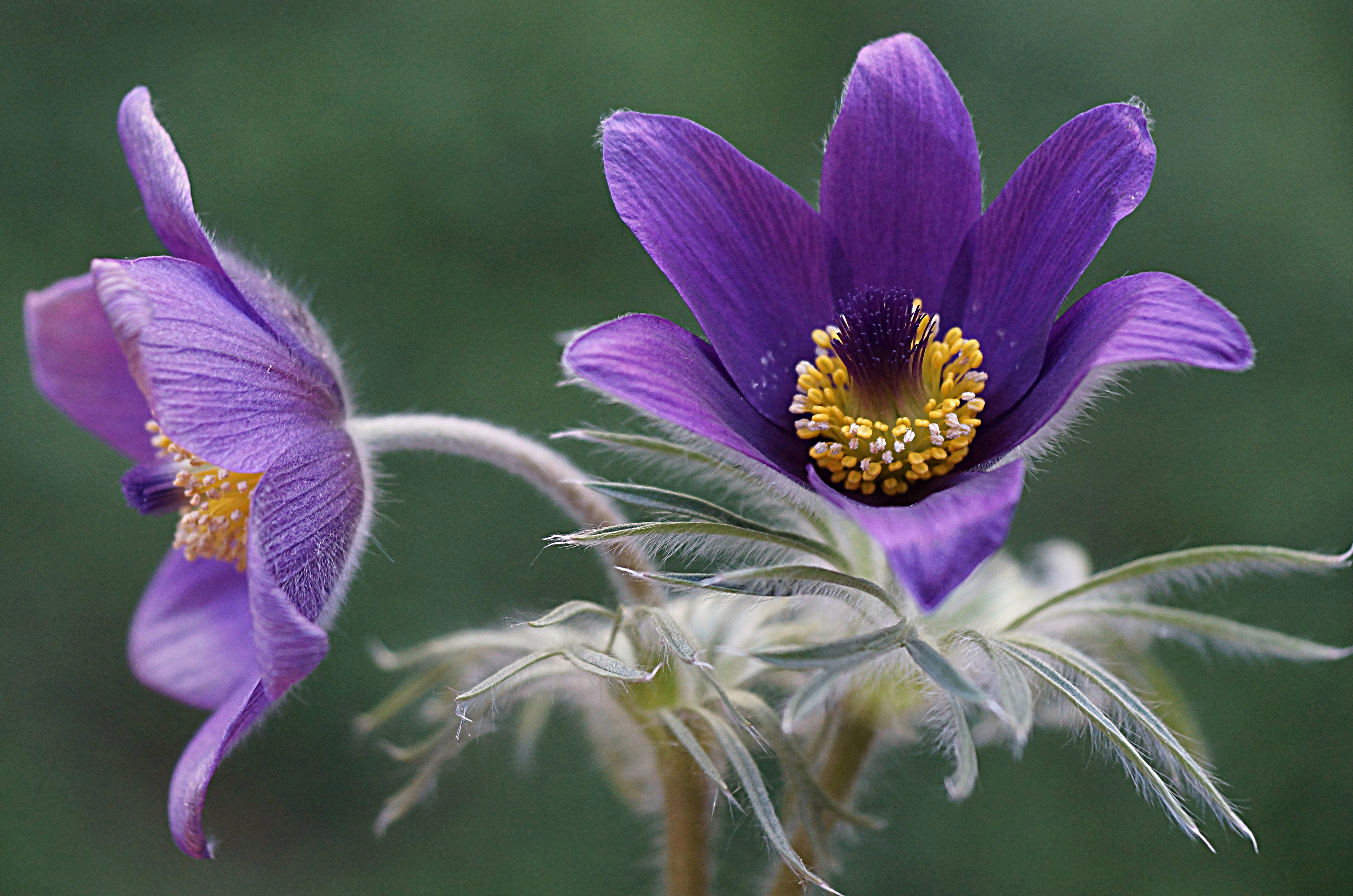 American Pasqueflower
