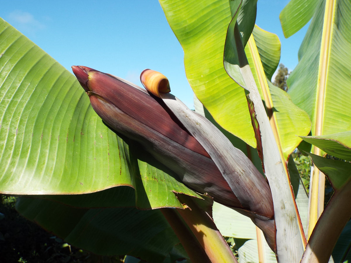 Wild Banana Musa acuminata 20 Seeds – R&B Floridaseeds