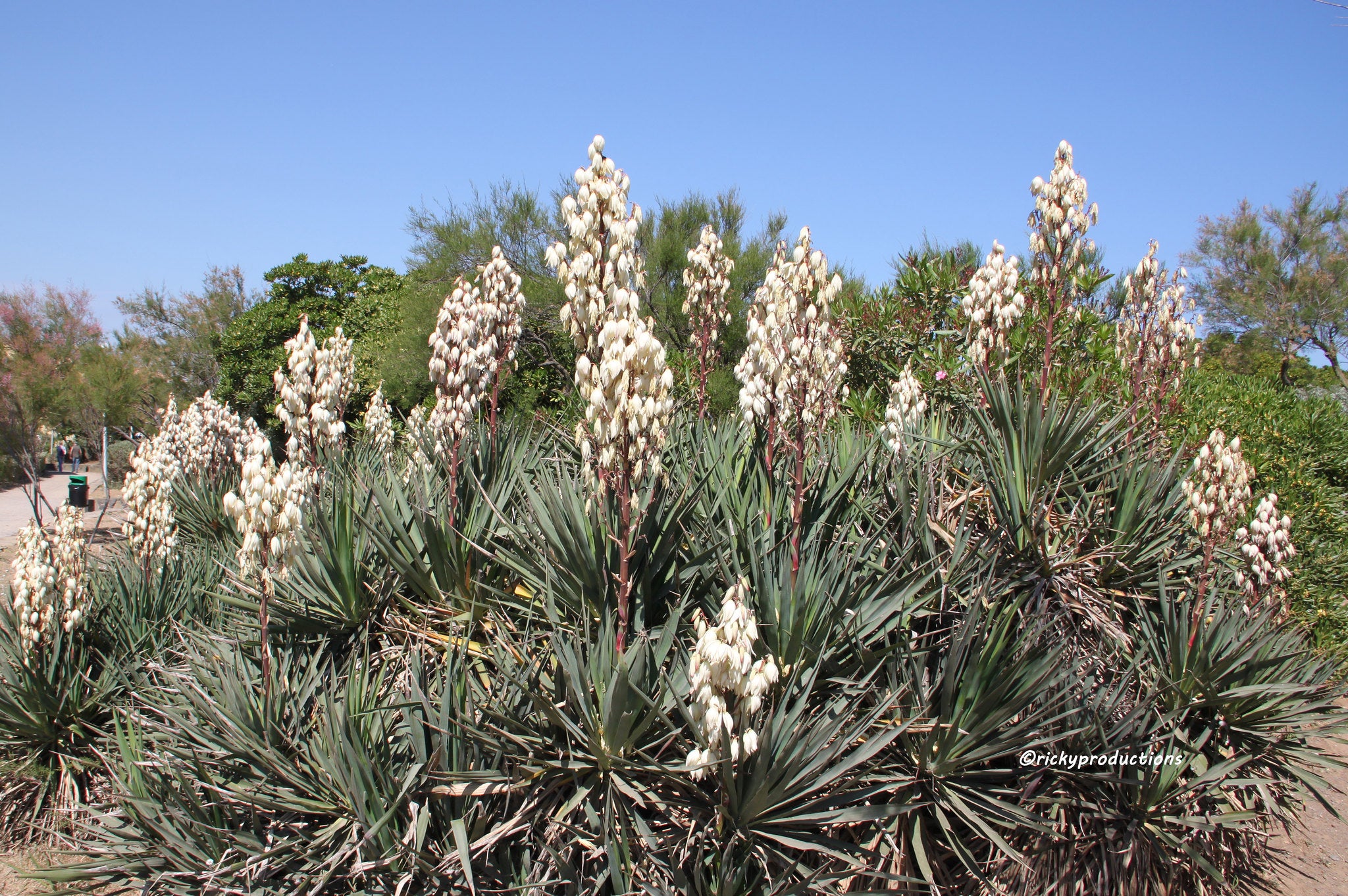Adam's Needle 100 Seeds Yucca filamentosa – R&B Floridaseeds