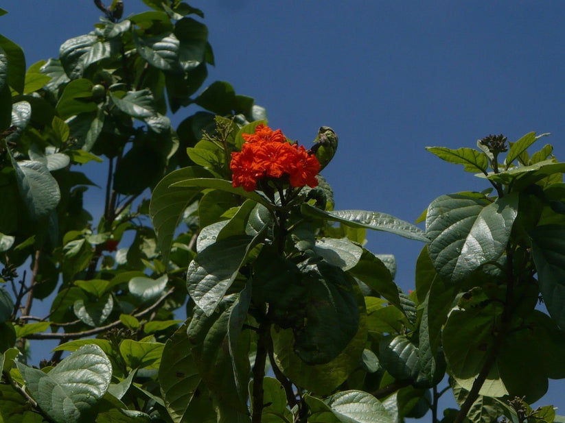 Geiger Tree Geranium Tree Cordia sebestena 10 Seeds – R&B Floridaseeds