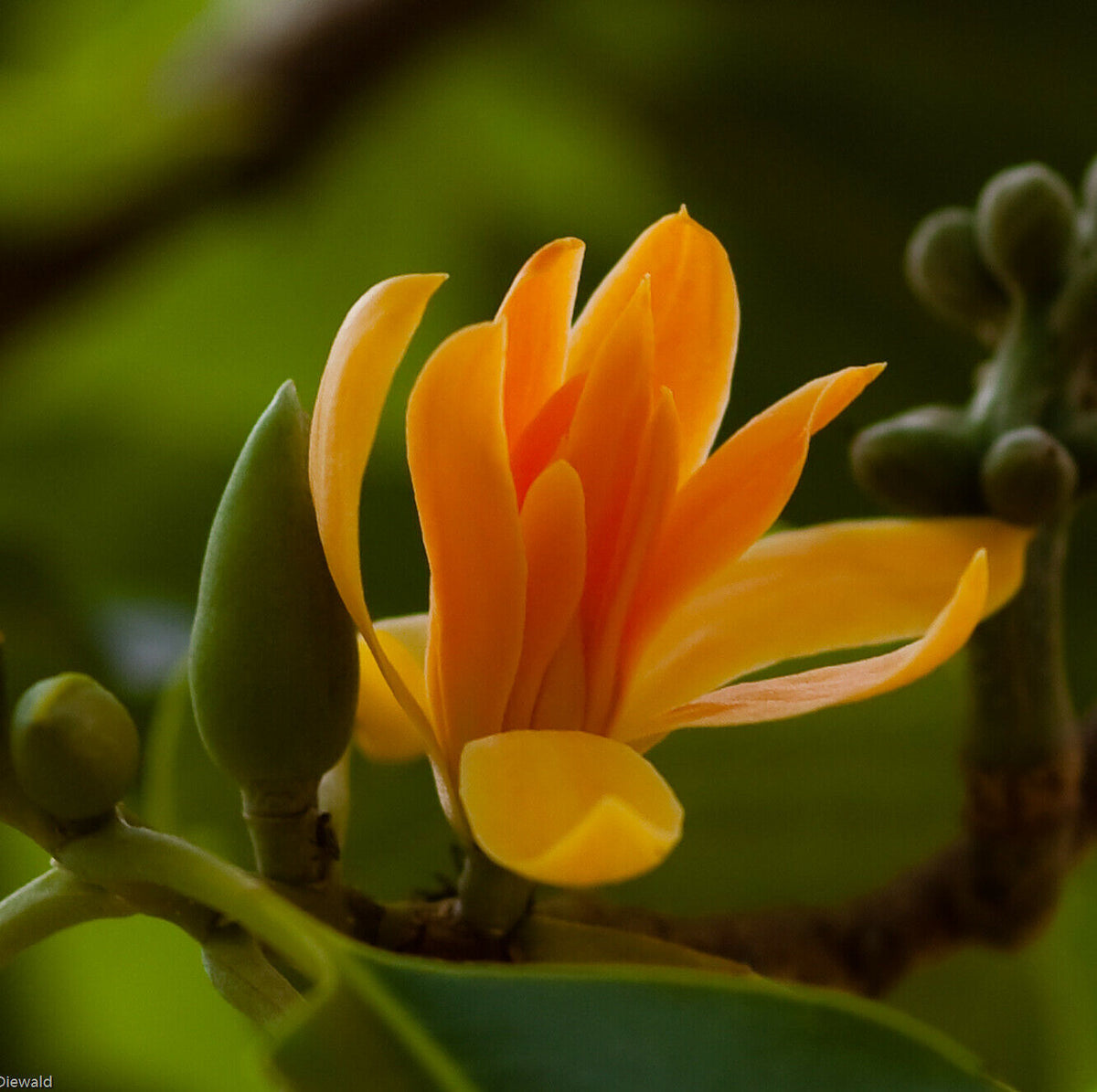 Golden Champaca Michelia champaca 20 Seeds – R&B Floridaseeds