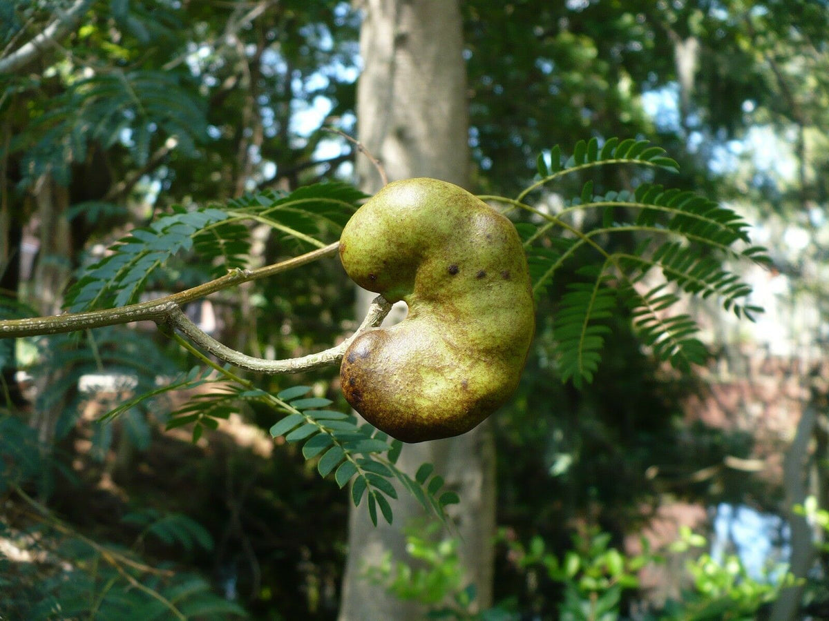 Monkey Earpod Tree Enterolobium contortisiliquum 20 Seeds – R&B ...