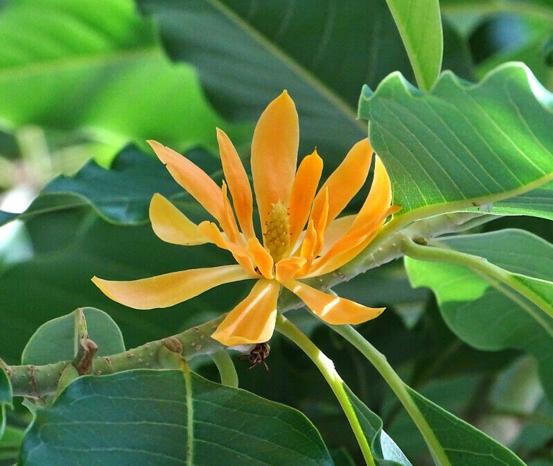 Golden Champaca Michelia champaca 20 Seeds – R&B Floridaseeds