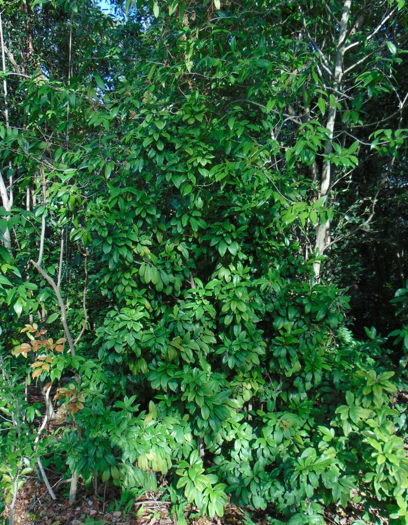 Marlberry Ardisia escallonioides 10 Seeds – R&B Floridaseeds