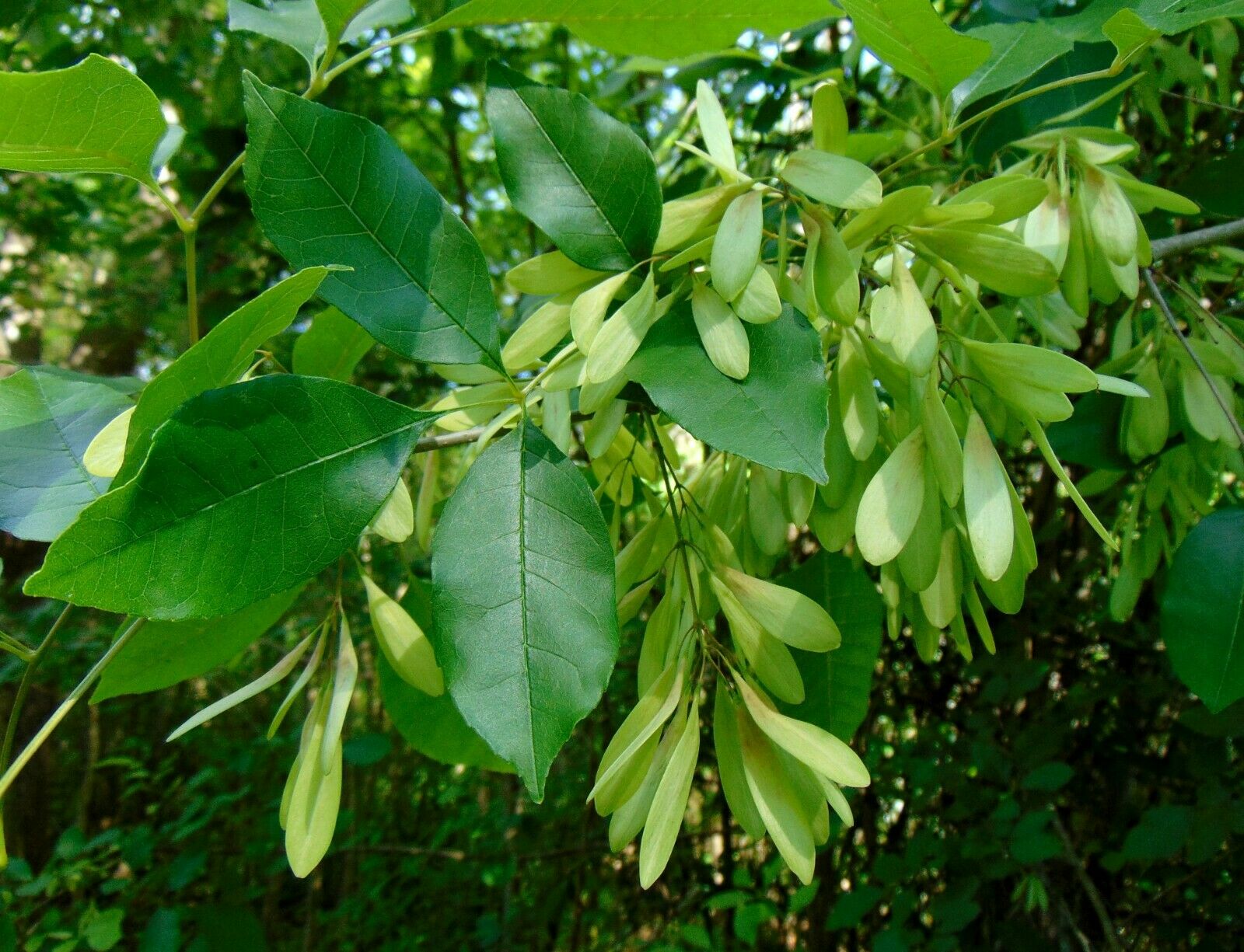 White Ash Seed